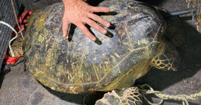 Redcliffe Turtle's Gruesome Demise Highlights Growing Threats to Marine ...